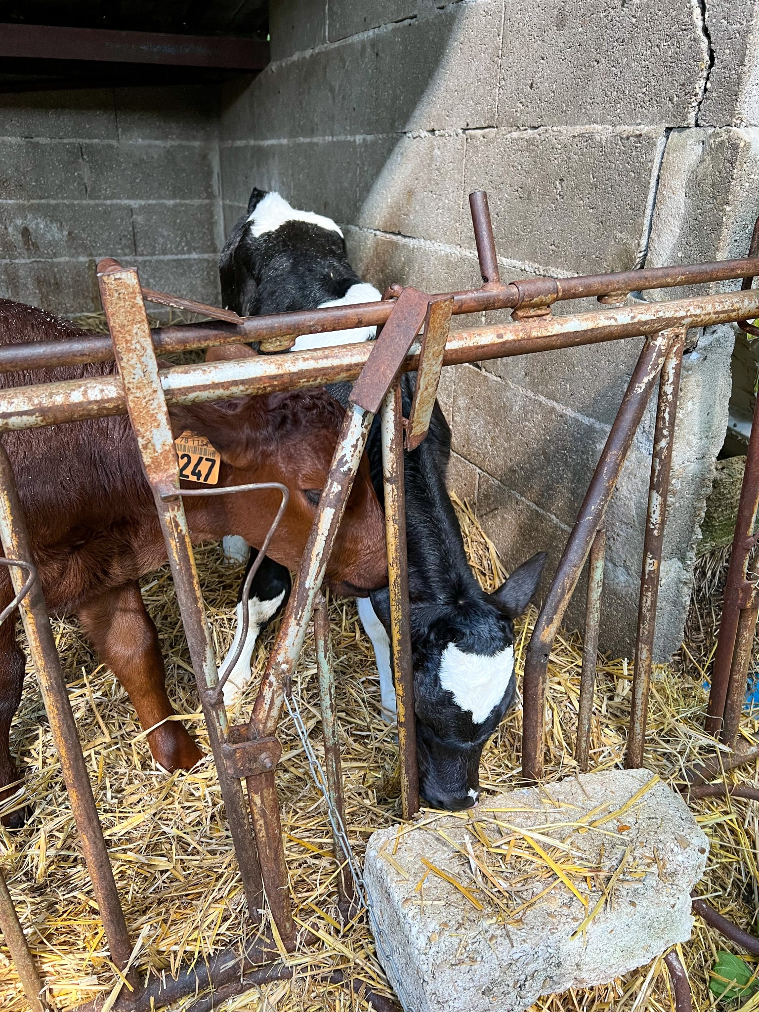 Chevreuse: Day Trip from Paris – Baguettes and Bicyclettes